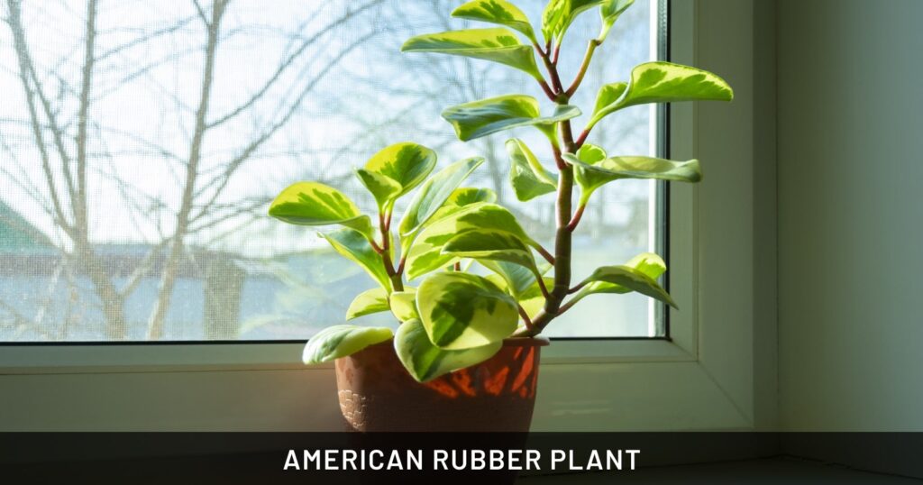 American Rubber Plant: Safe for Dogs, Cats & Horses | Outdoor & Pet ...