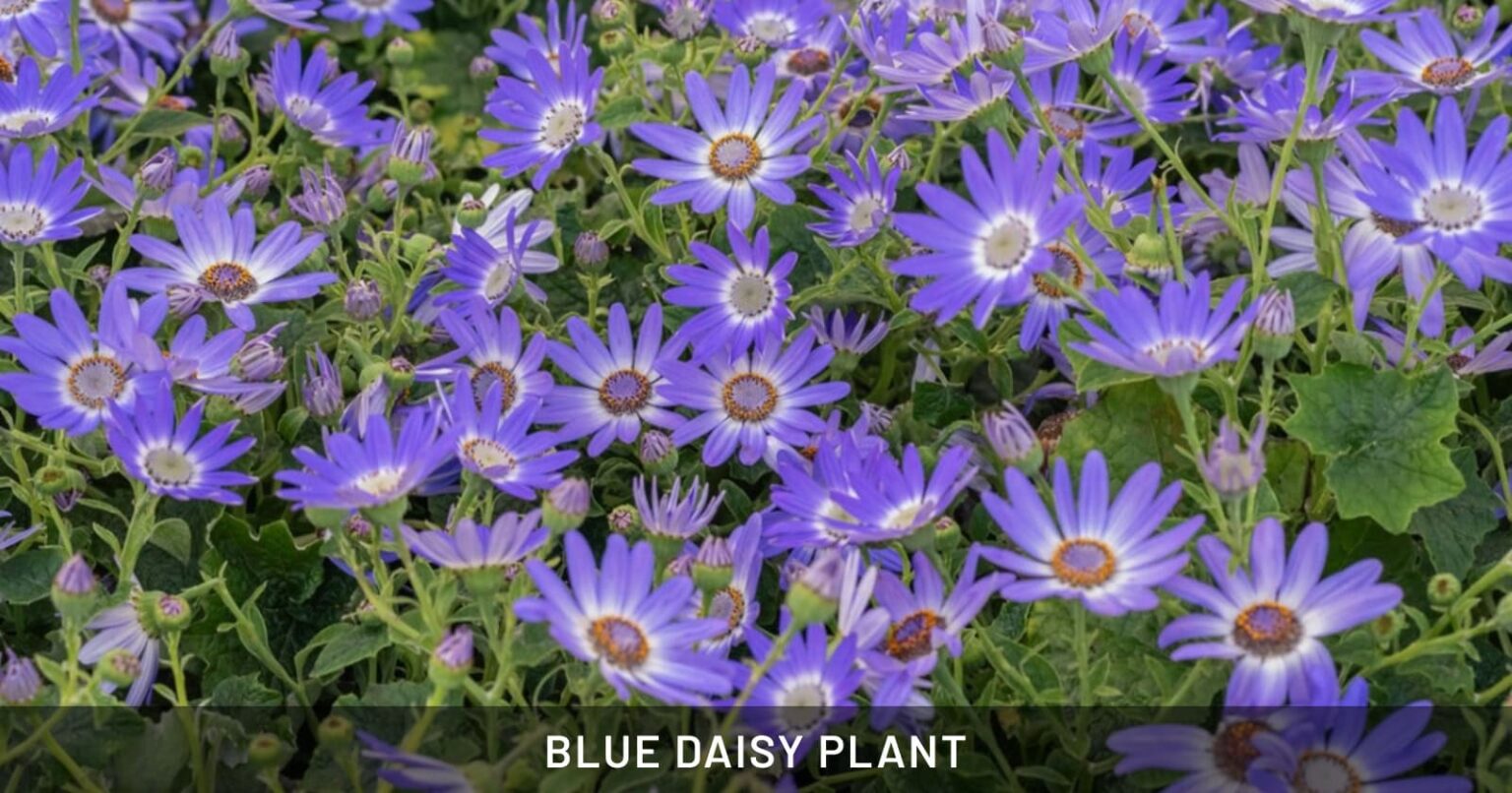 Blue Daisy Plant: Safe for Dogs, Cats & Horses | Outdoor & Pet Friendly ...