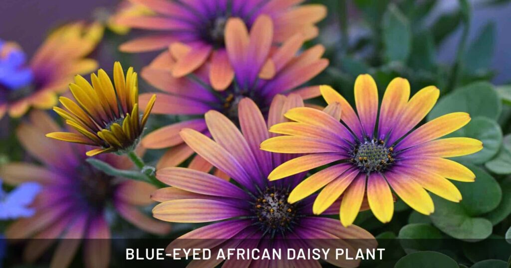 Blue-eyed African Daisy - Treeier