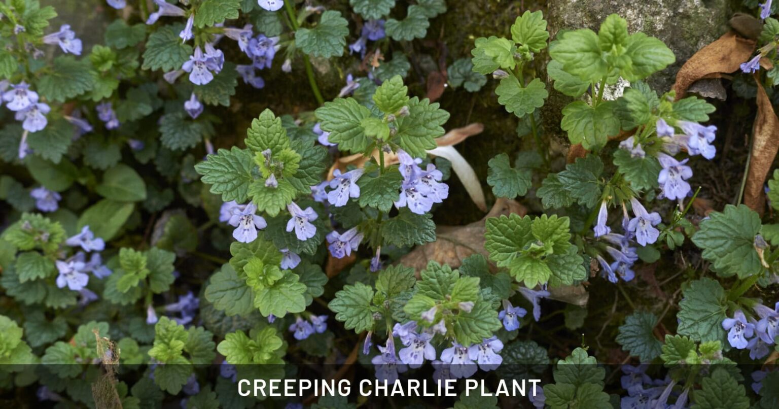 Creeping Charlie - Treeier