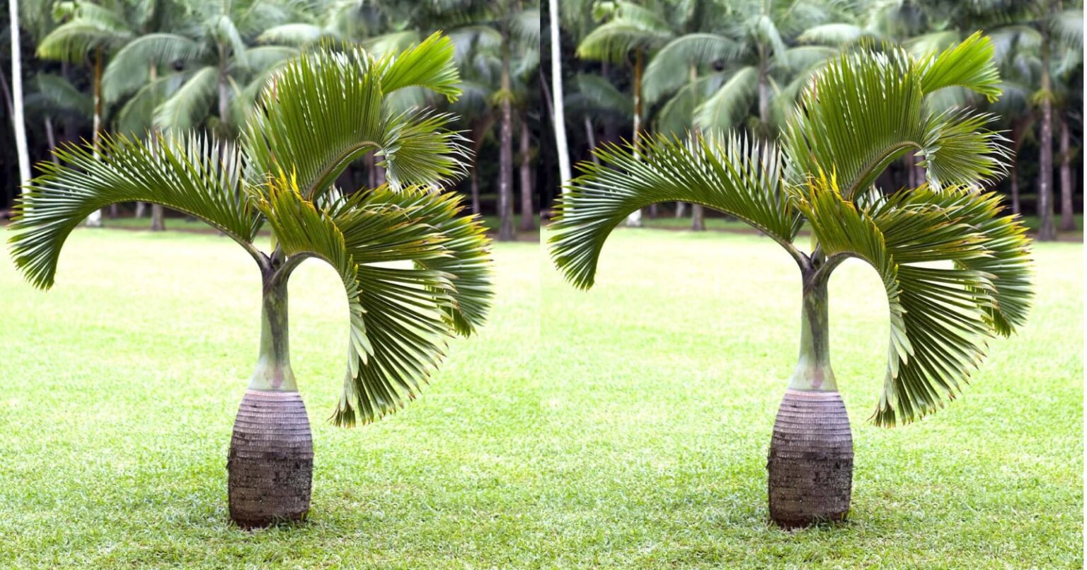 Dwarf Royal Palm: Care & Growing Guide - Treeier