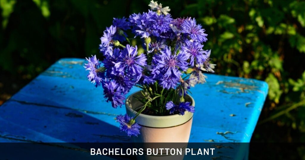 Bachelor Buttons Plant: Safe for Dogs, Cats & Horses | Outdoor & Pet ...