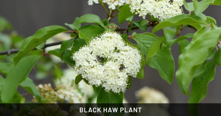 Black Haw Plant: Safe for Dogs, Cats & Horses | Outdoor & Pet Friendly ...