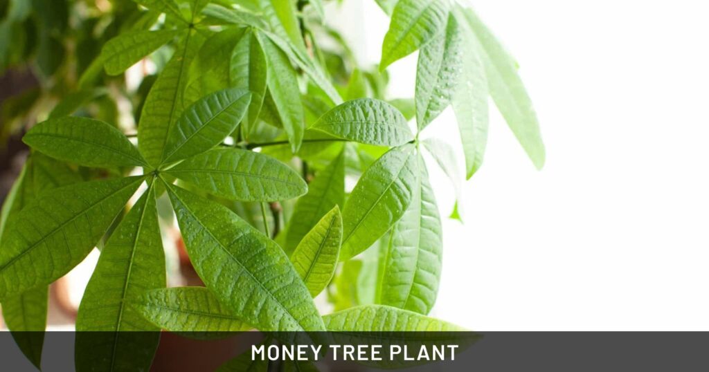 Money Tree Plant: Safe for Dogs, Cats & Horses | Outdoor & Pet Friendly ...