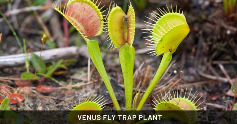 Venus Fly Trap Plant: Safe for Dogs, Cats & Horses | Outdoor & Pet Friendly - Treeier