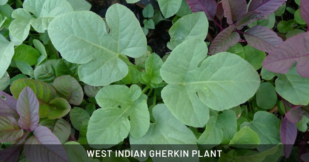West Indian Gherkin Plant: Safe for Dogs, Cats & Horses | Outdoor & Pet ...