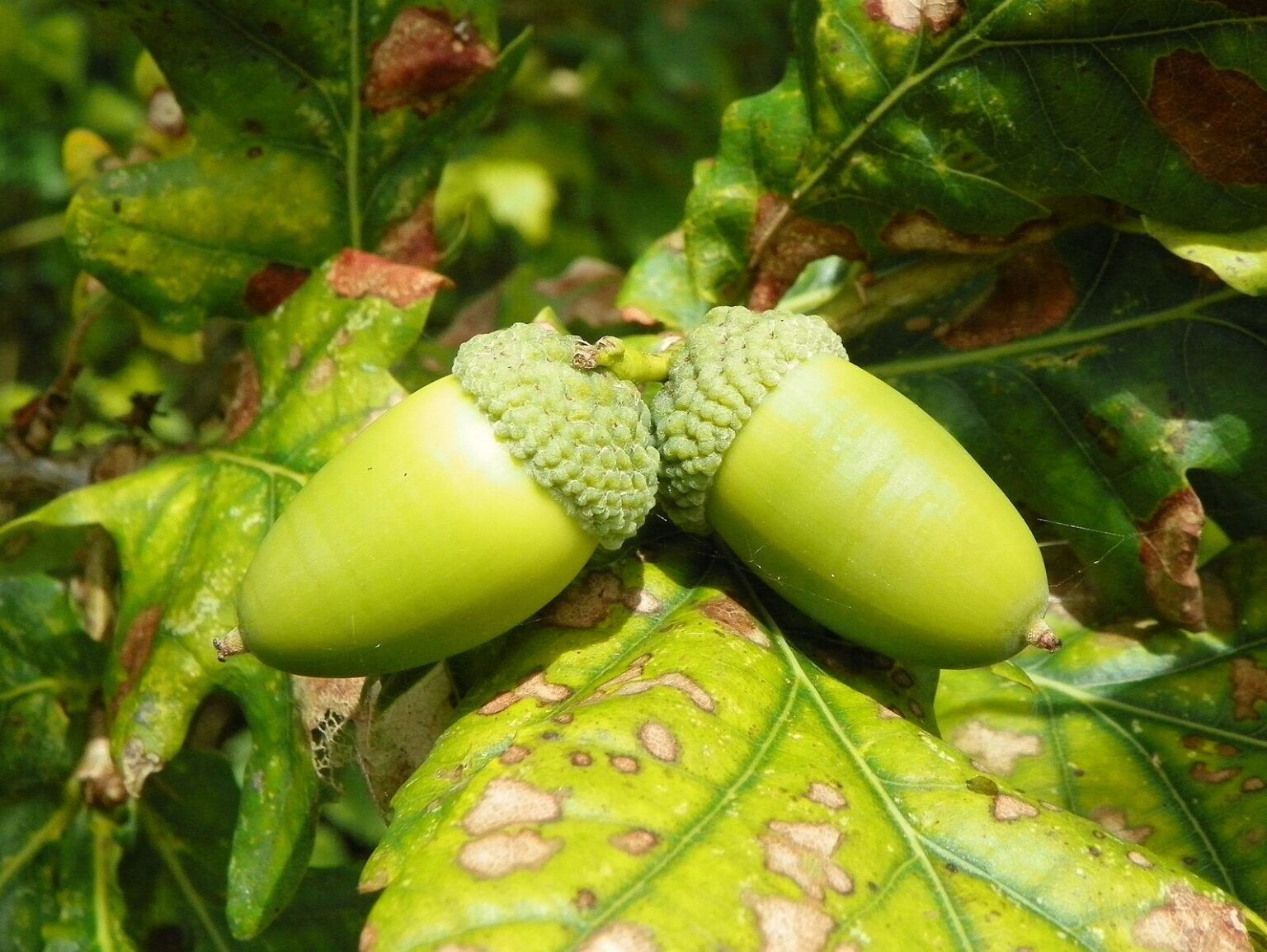 Tree Seed Pods Identification With Picture Treeier