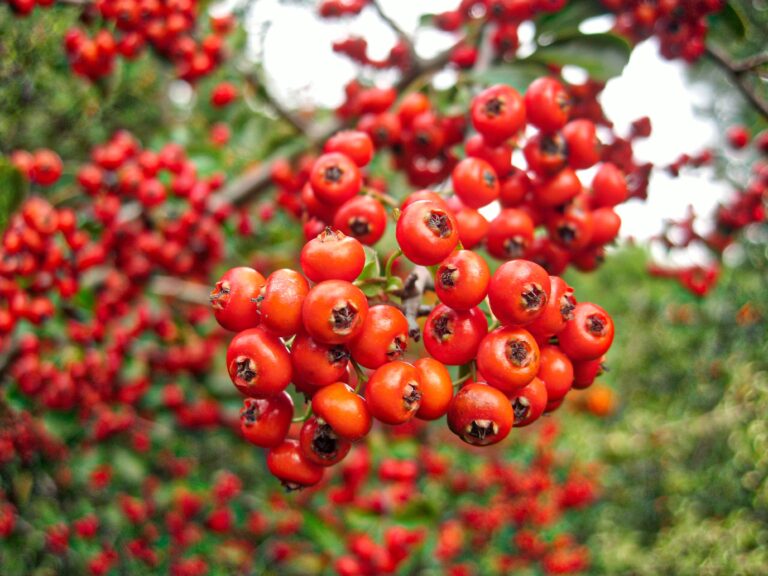 Identification of Red Berry Tree : How to Identify Red Berry Tree