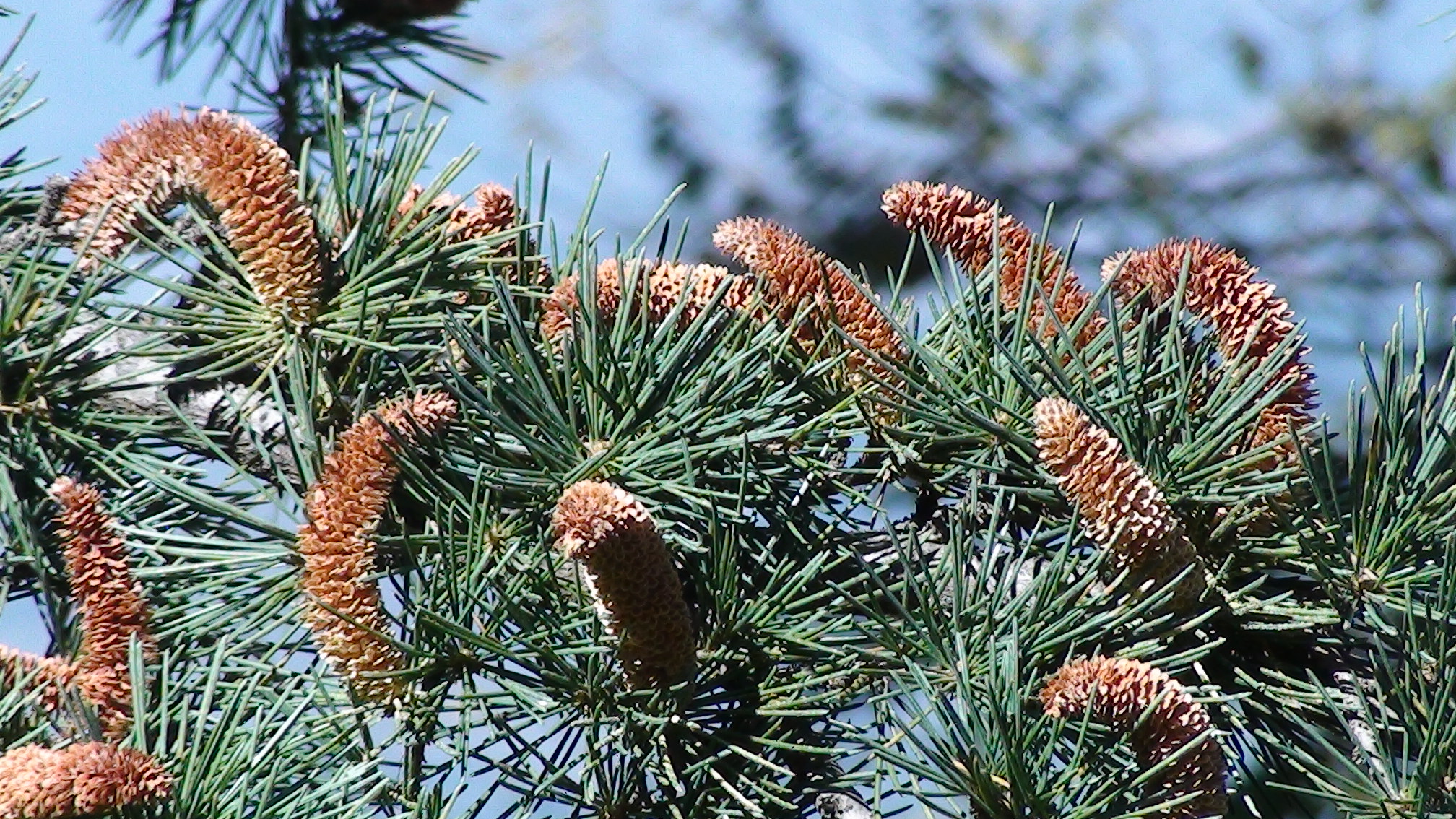 Tree Seed Pods Identification with Picture - Treeier
