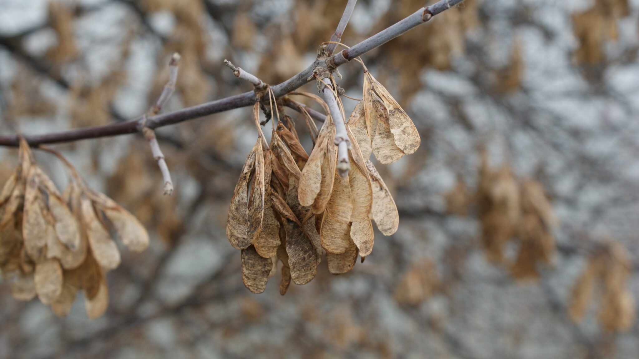 Tree Seed Pods Identification with Picture - Treeier