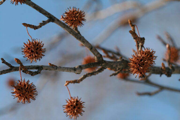Tree Seed Pods Identification with Picture - Treeier