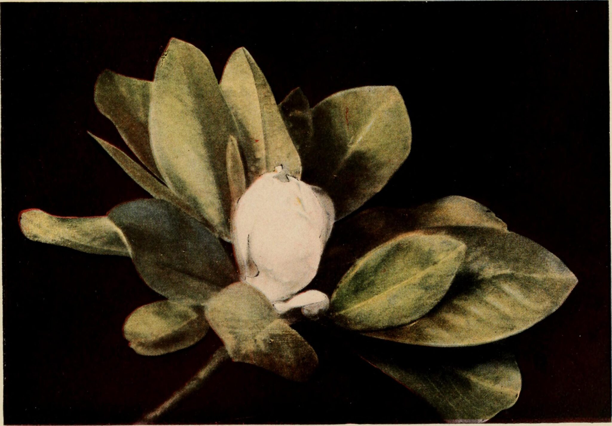 Tree Seed Pods Identification with Picture - Treeier