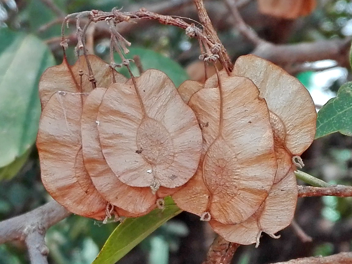 Tree Seed Pods Identification with Picture - Treeier