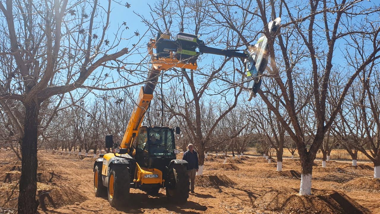 How to Trim a Pecan Tree - Treeier