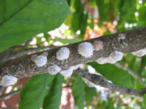 Types Of Tree Insects - Treeier