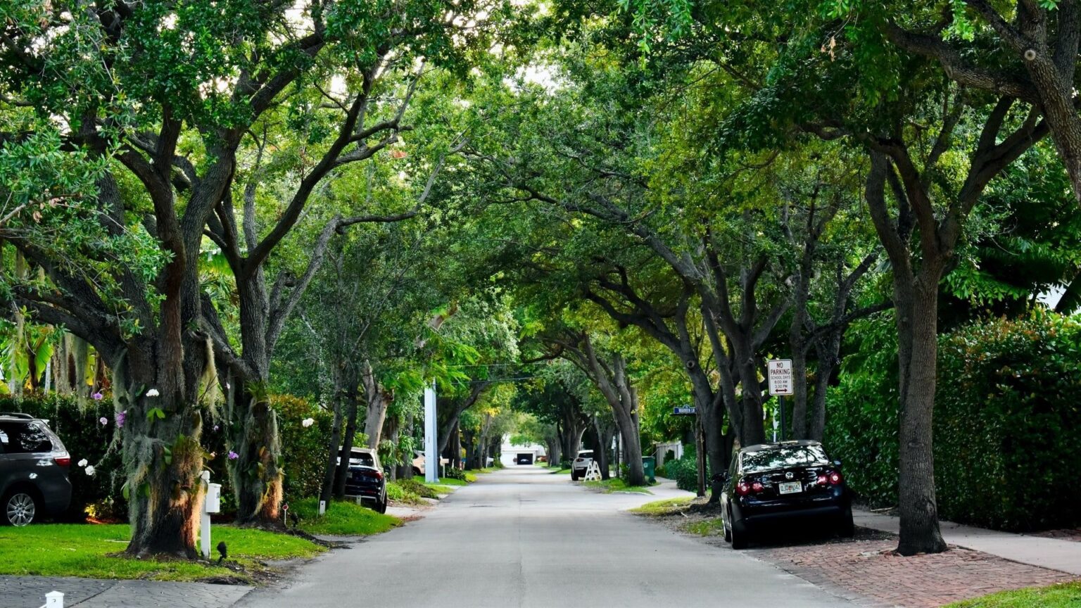 Best Trees for Sidewalks - Treeier