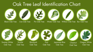 Oak Tree Leaf Identification - Treeier