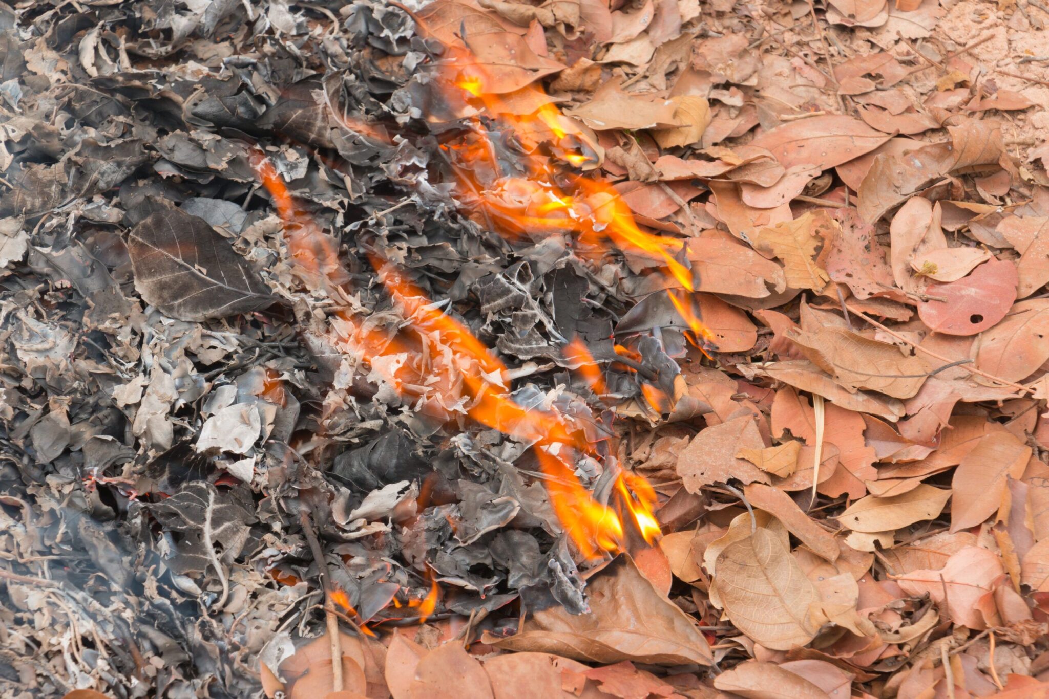 Is it Illegal to Burn Leaves? - Treeier