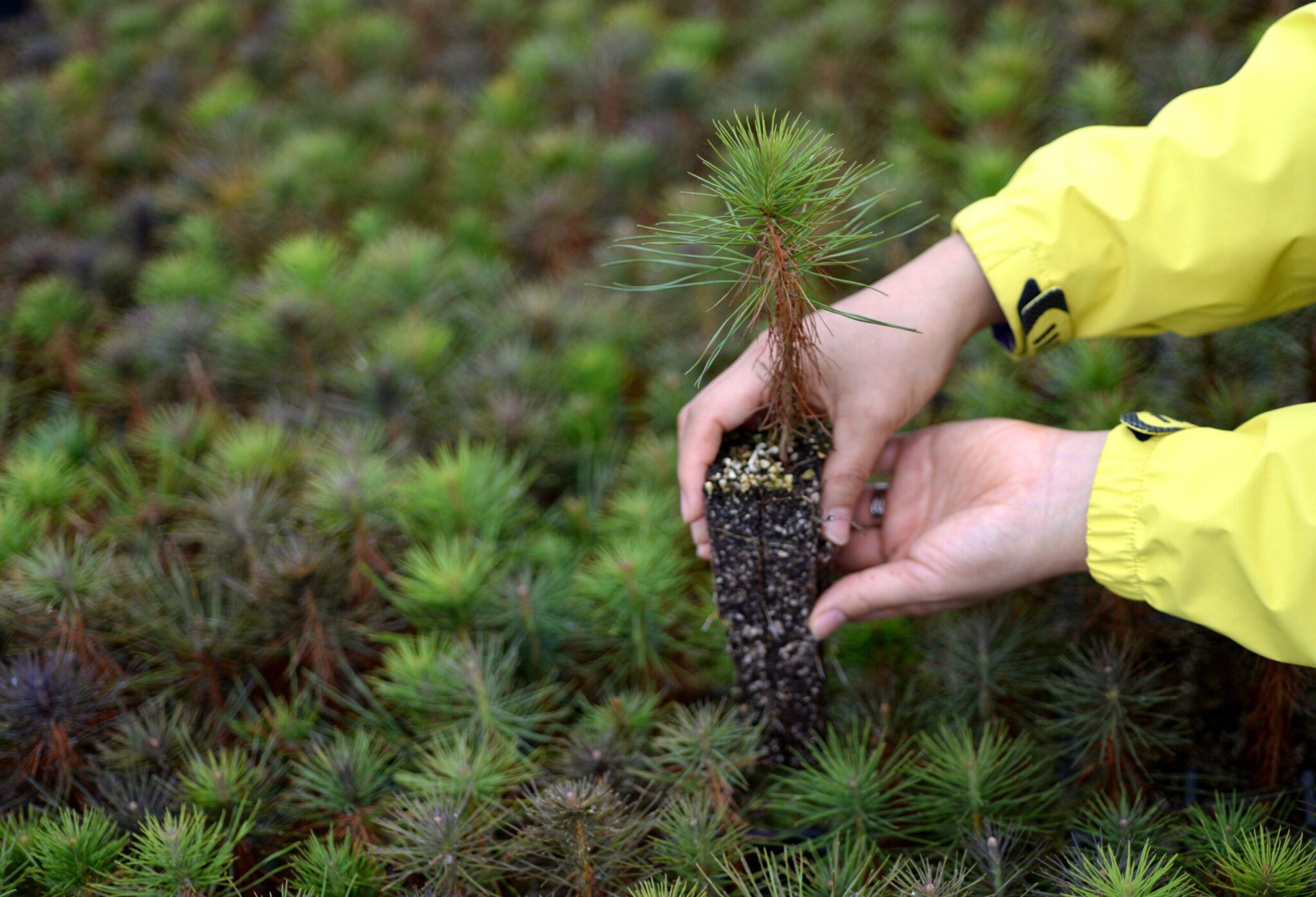 Free Pine Trees For Planting - Treeier