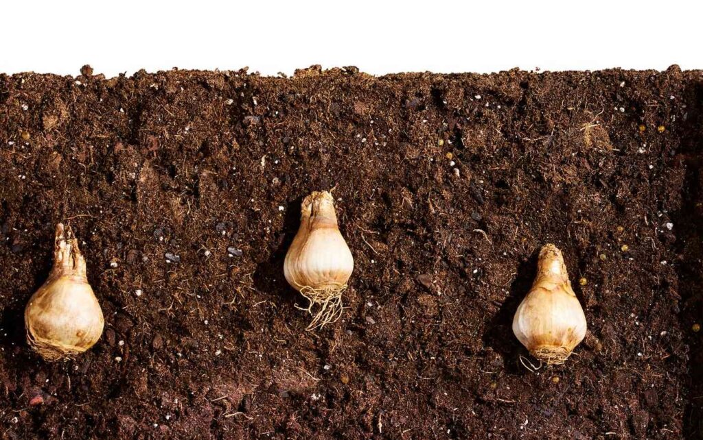 How To Plant Daffodil Bulbs - Treeier