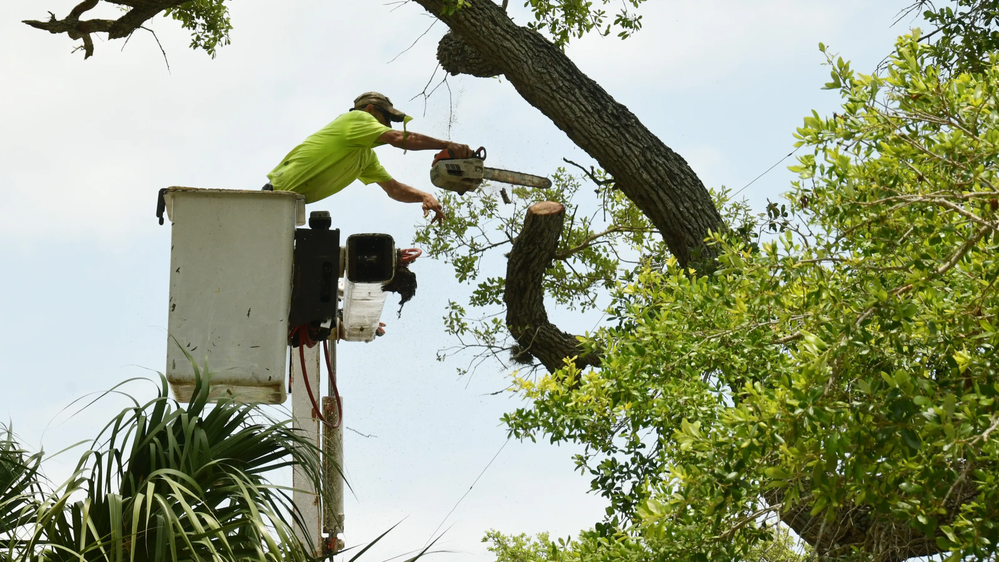 Brevard County Tree Removal Regulations - Treeier