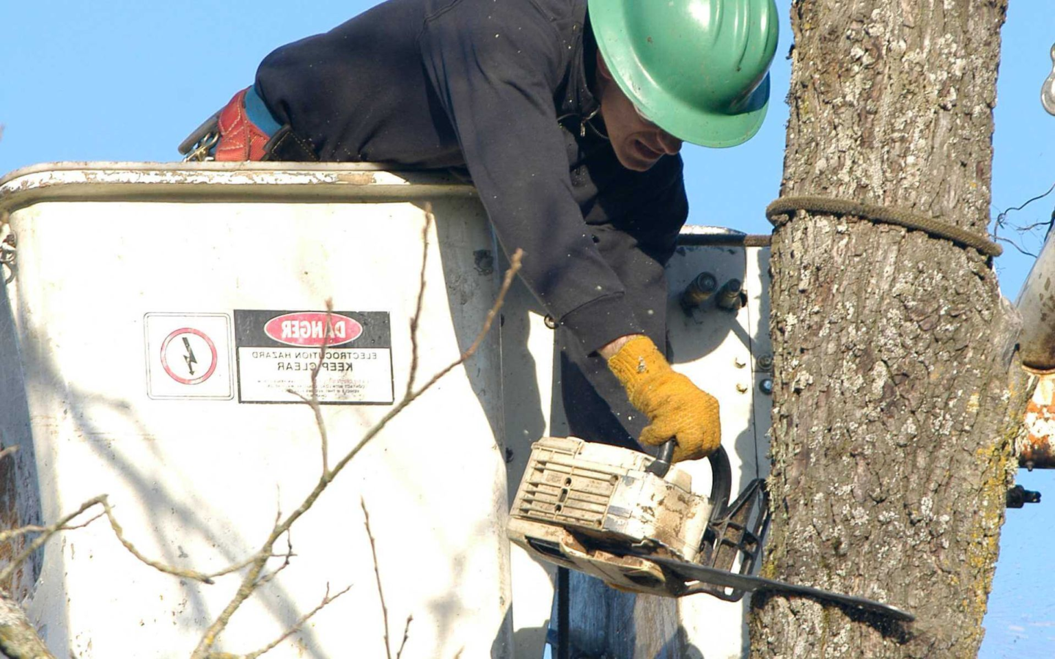 Brevard County Tree Removal Regulations - Treeier