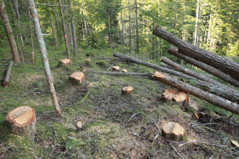 Cutting Down Trees Without Permit - Treeier