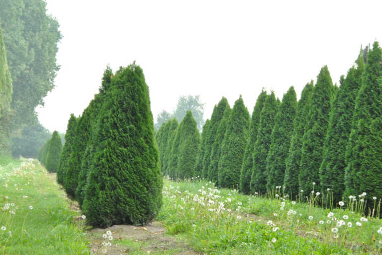 Reducing Height Of Conifer Tree - Treeier