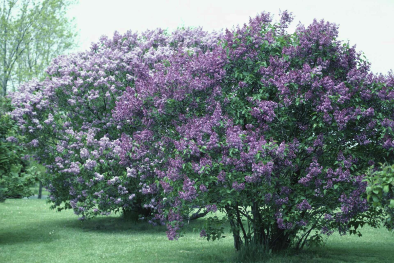 Lilac Bushes Vs Lilac Trees - Treeier