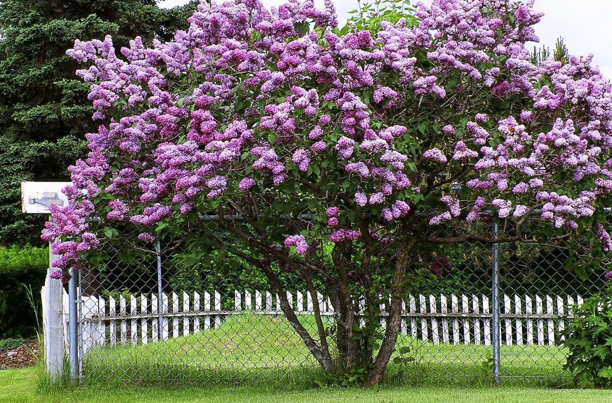 Lilac Bushes Vs Lilac Trees - Treeier