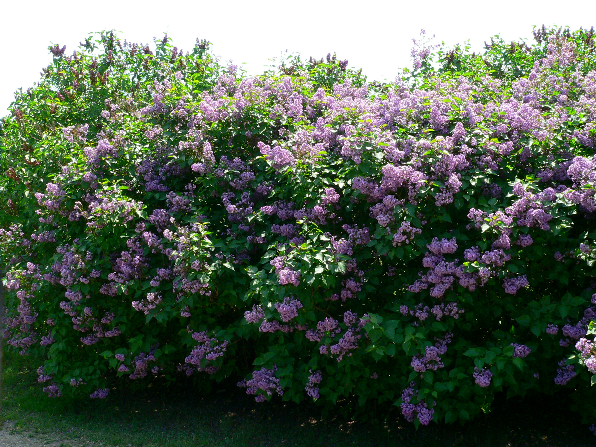 Lilac Bushes Vs Lilac Trees - Treeier