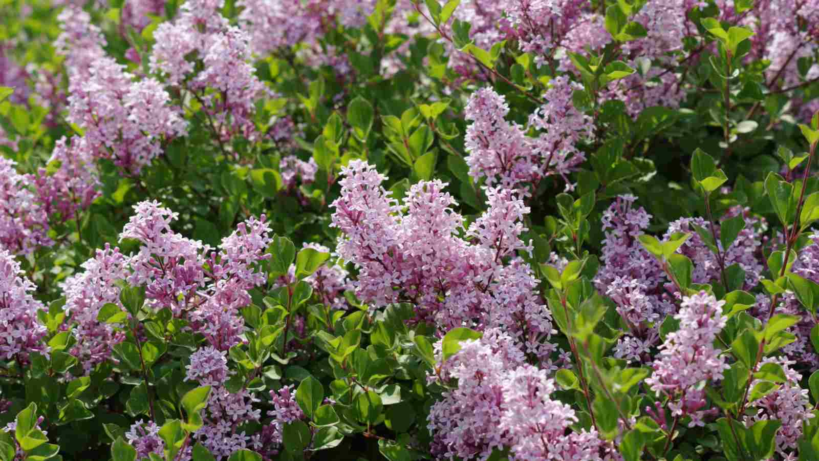 Lilac Bushes Vs Lilac Trees - Treeier