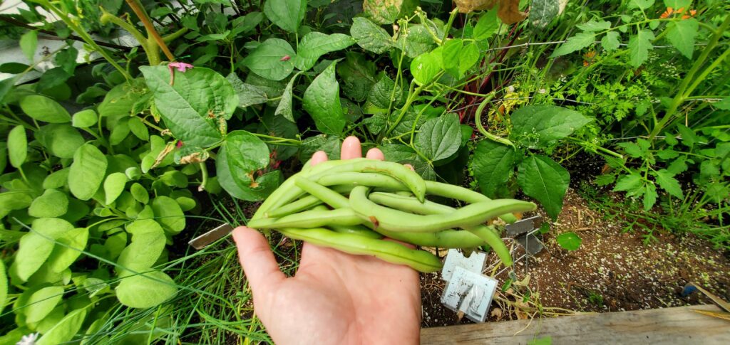 How to Grow Beans in Garden, Pot & Indoors from Seed - Treeier