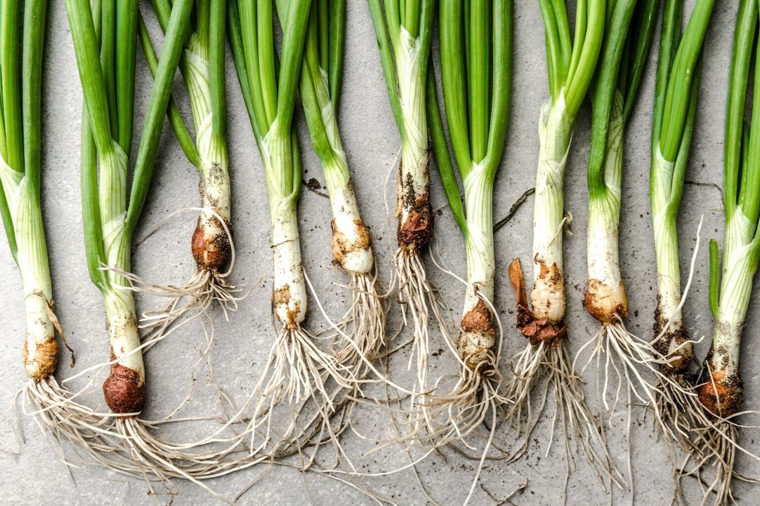 How to Grow Spring onion in Garden, Pot & Indoors from Seed - Treeier