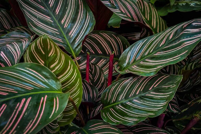 10 Stunning Types of Calathea Plants - Treeier