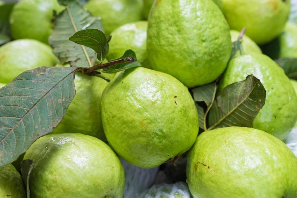 How to Grow and Care Guava in Garden, Pot & outdoors from Seed - Treeier