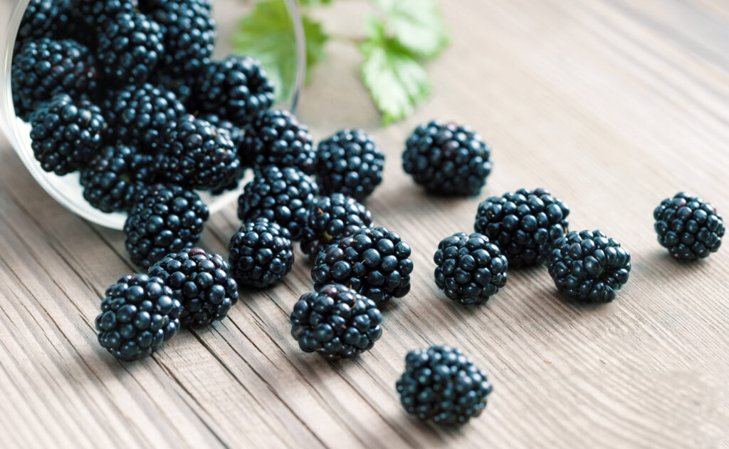 How to Grow and Care Blackberry in Garden, Pot & outdoors from Seed ...