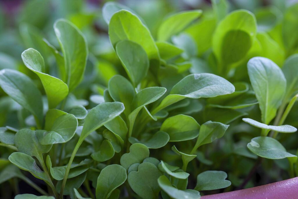 How to Grow Watercress in Garden, Pot & Indoors from Seed - Treeier