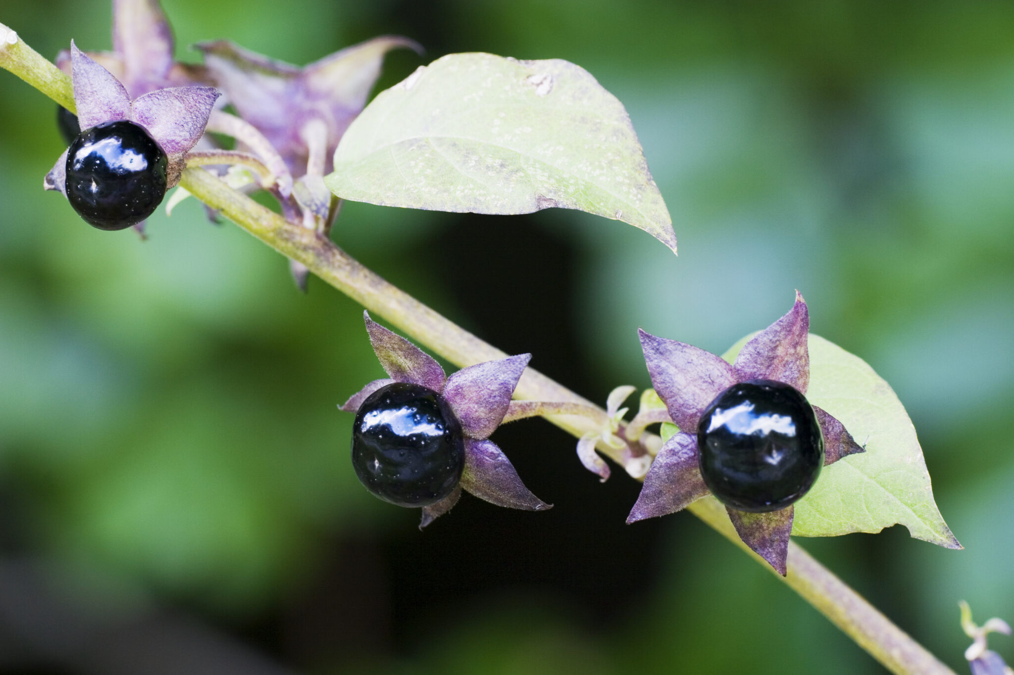 Common Poisonous Plants - Treeier
