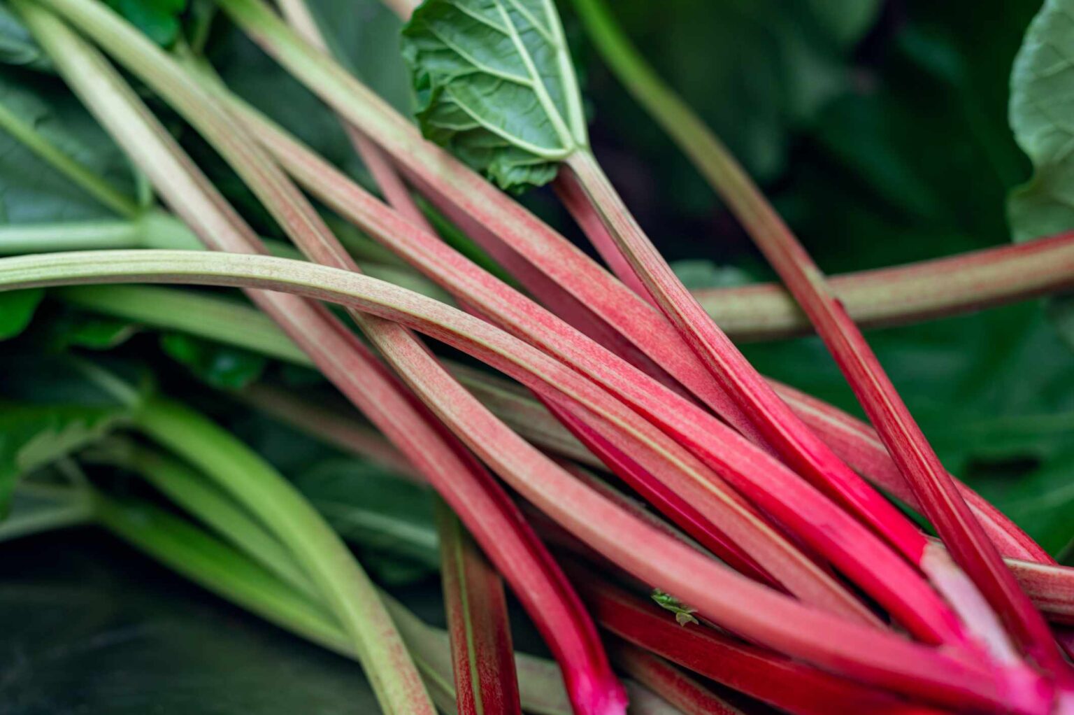 How to Grow rhubarb in Garden, Pot & Indoors from Seed - Treeier
