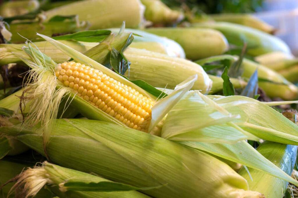 How to Grow Sweet Corn from Seeds: 800 Kernels Per Plant! - Treeier