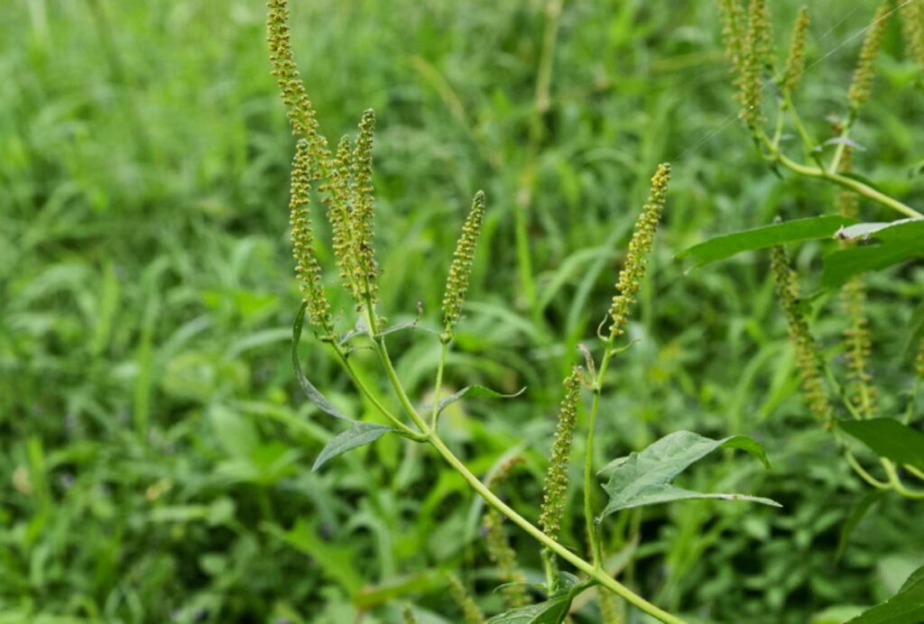 How to Identify and Avoid Ragweed - Treeier