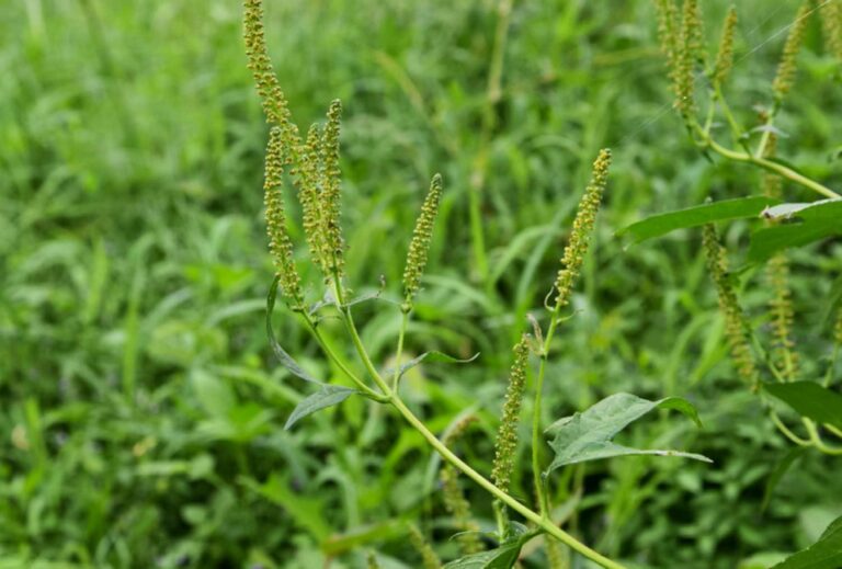 How to Identify and Avoid Ragweed - Treeier