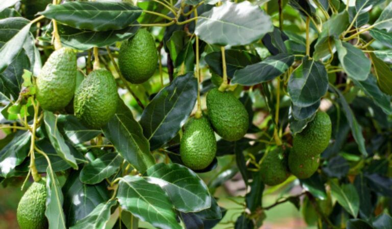 How to Grow and Care for an Avocado Tree - Treeier