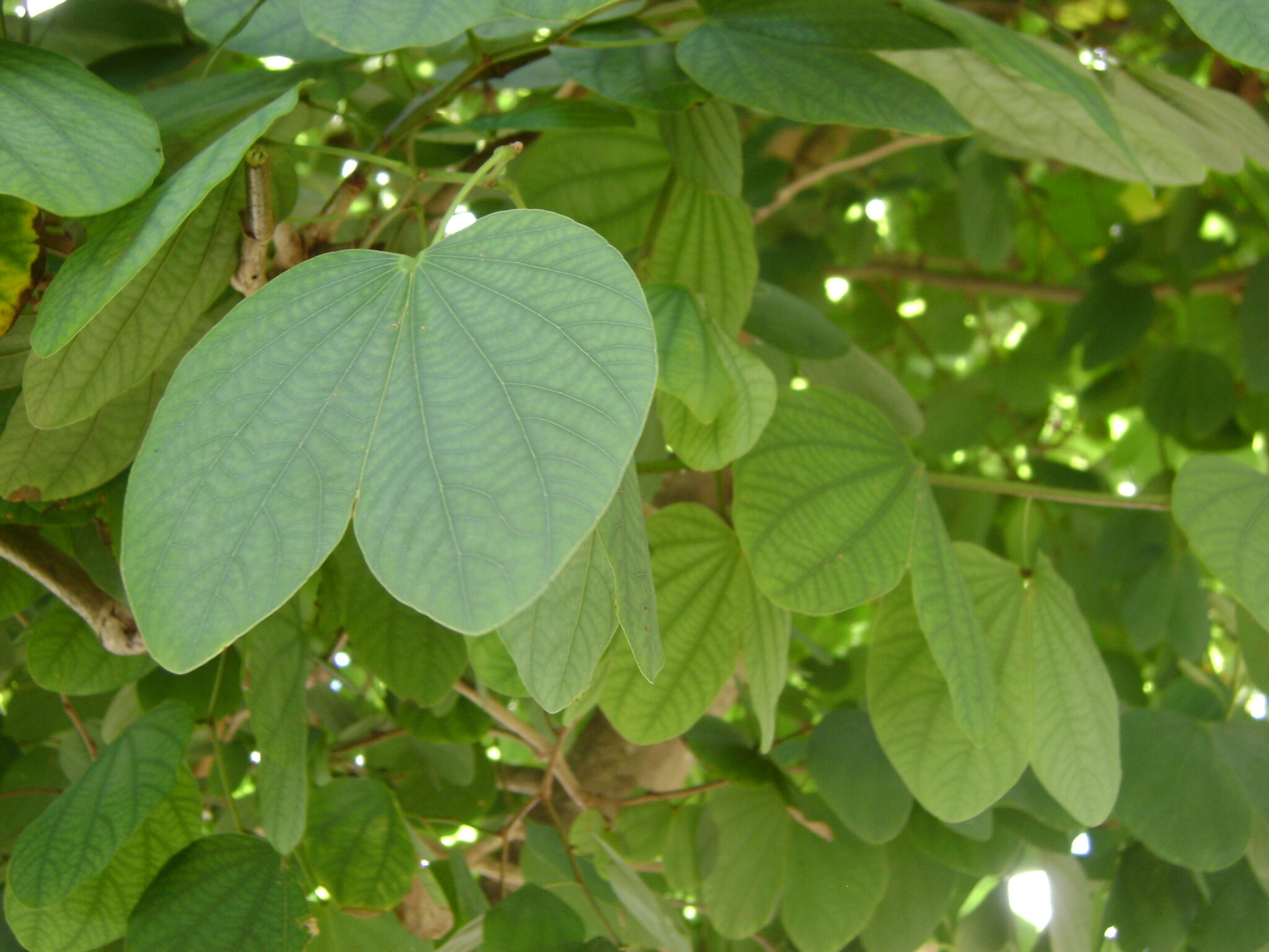 Trees with Heart-Shaped Leaves - Treeier
