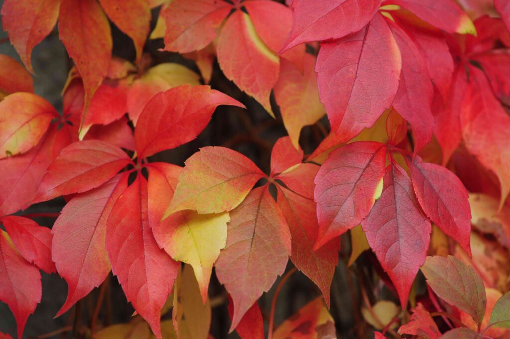 10 Shrubs for Fall Leaf Color - Treeier
