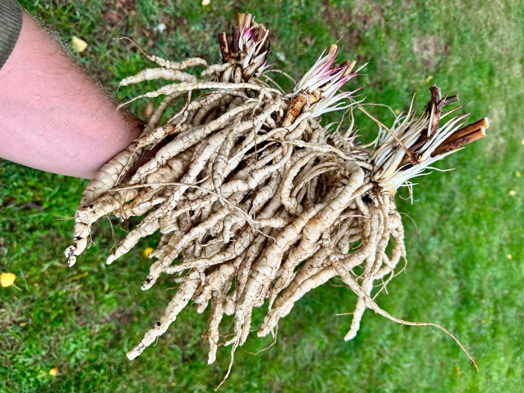 How to Grow Skirret in Garden, Pot & Indoors from Seed - Treeier