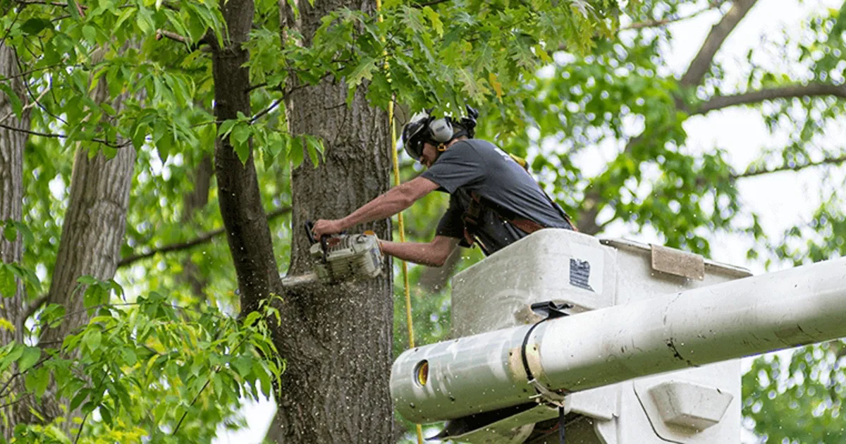 Tree Removal United States : Laws, Permit, Application & Cost - Treeier
