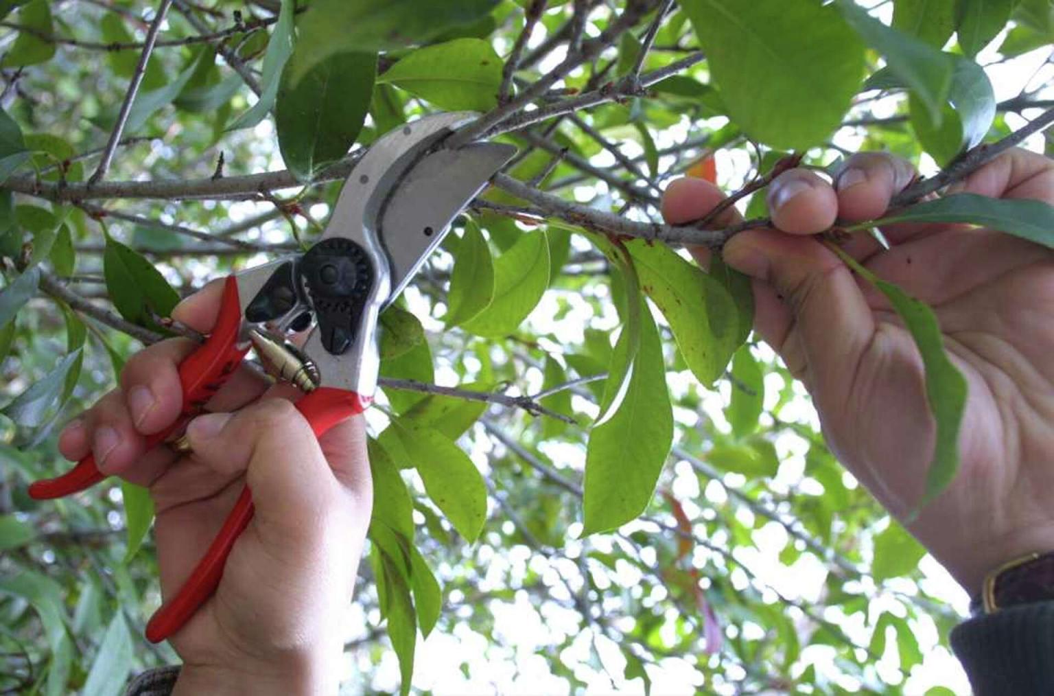 Seasonal Pruning Guide for Shrubs and Trees - Treeier