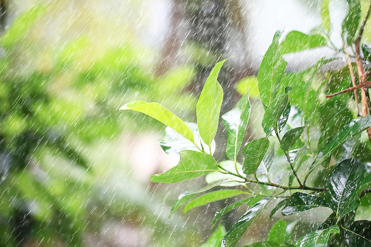 Benefits of Rain Gardens and How to Build One - Treeier